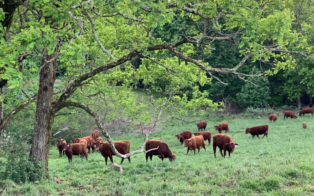 Red Devon Cattle - Best Breed for Grass Fed, Grass Finished Beef