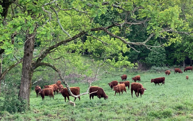 Red Devon Cattle - Best Breed for Grass Fed, Grass Finished Beef