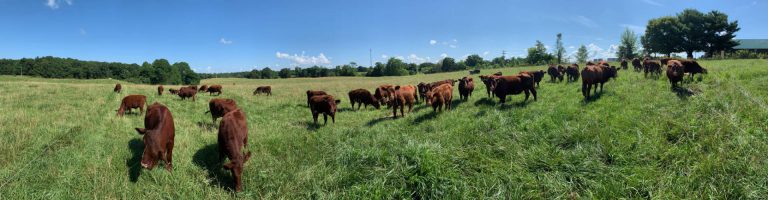Benefits of Rotational Grazing