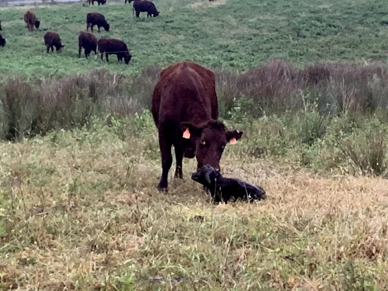 Red Devon Cattle - Best Breed for Grass Fed, Grass Finished Beef