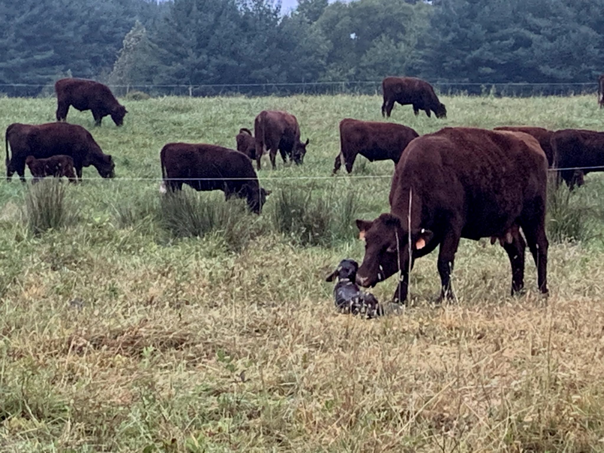 Red Devon Cattle - Best Breed for Grass Fed, Grass Finished Beef