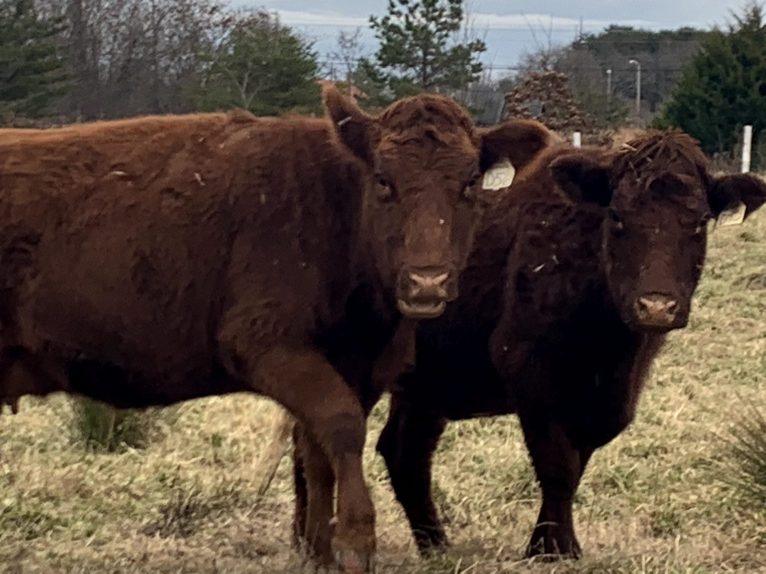 Red Devon Cattle For Sale - Bulls, Heifers, Steer