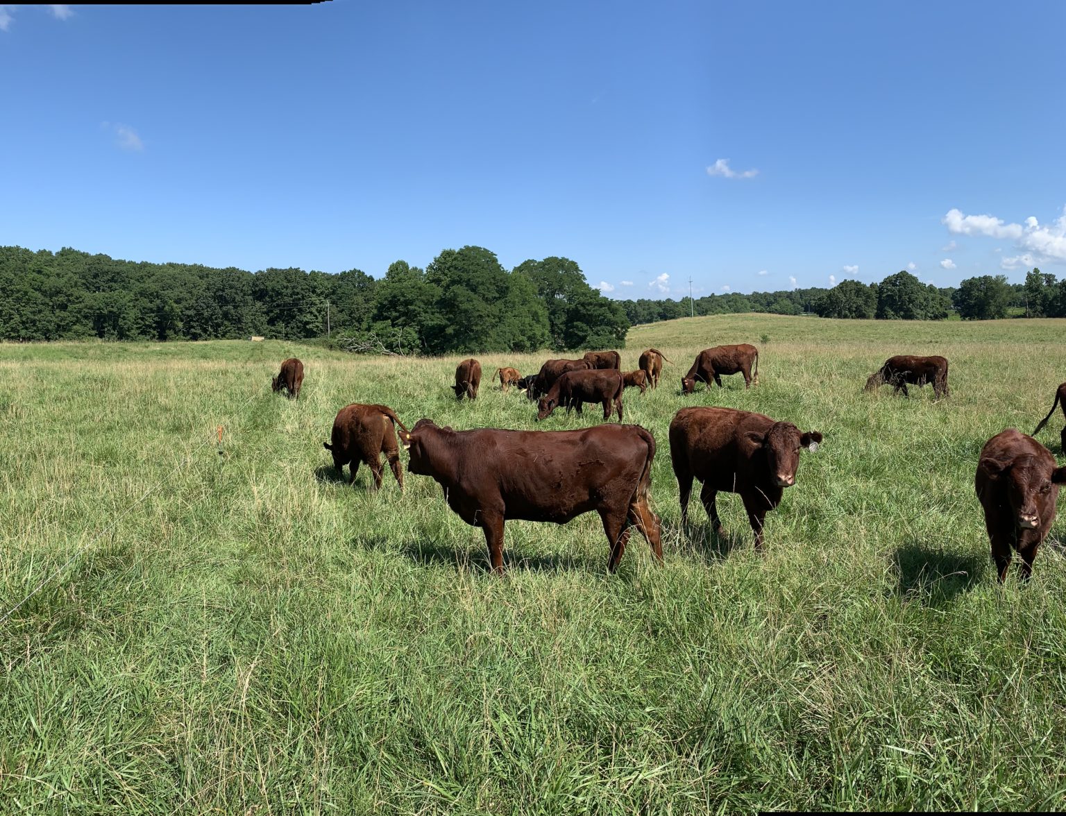 Why Did We Choose Red Devon Cattle